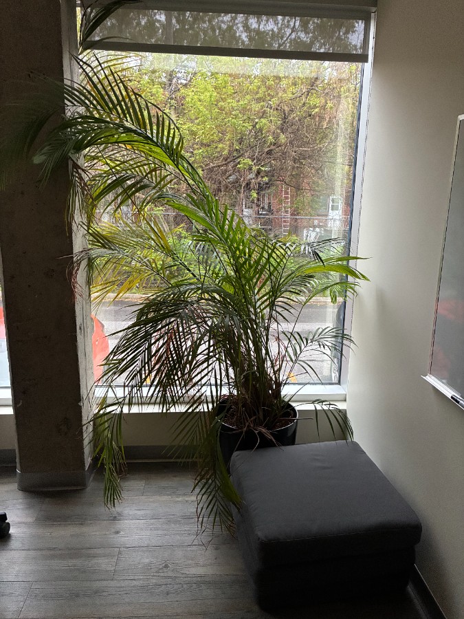 iPhone 17e vs iPhone 16: Camera Test | PlanHub.ca