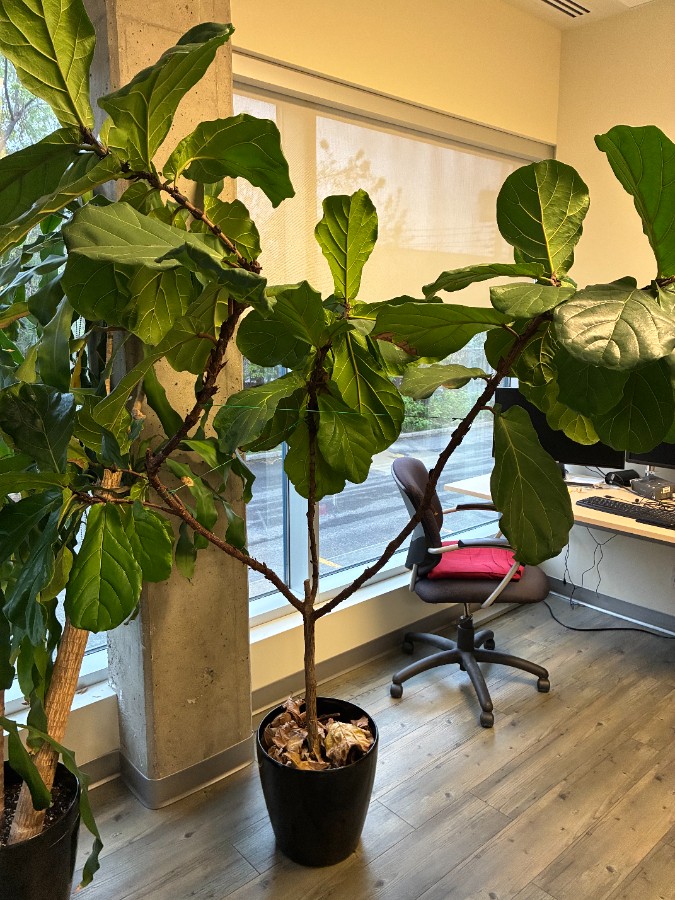 iPhone 17e vs iPhone 16: Camera Test | PlanHub.ca